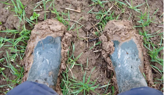 How does the Going Stick work in horse racing? : Bet4bettor