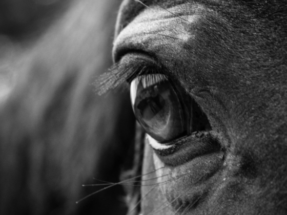 Horse Racing Headgear Explained : Bet4bettor Betting Advice